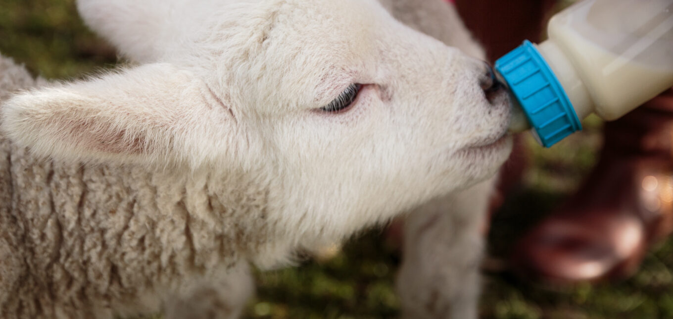 Baby Mammals Drinking Milk